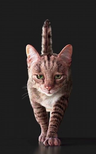 Tabby cat walk cycle