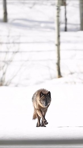 63K views · 2.7K reactions | A unique-coated Black Wolf moves through...