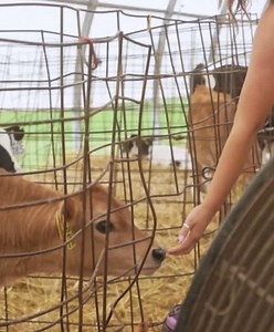 🌽 Cows vs Heifers 🐮 Live to Farm 🌽 Watch full episodes with link in bio 👀 #tvshow #fyp #foryou #tvseries #viral #foryoupage #tiktok #series #tvclips #televison #youtube #discoverychannel #acrestv #rfdtv #tvtok #farming #livetofarm #farmlife #tvshowfan #tvshowaddict #agtv #agriculturaltv | Live To Farm