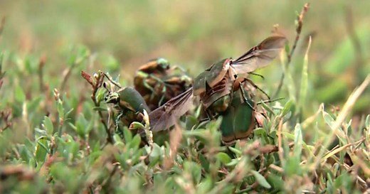 Sleeping June bugs awakened after heavy rain