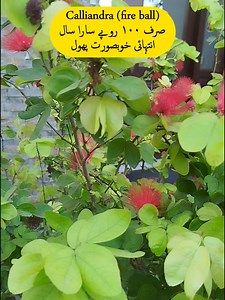 Calliandra: beautiful cheap flowering plant #flowers #gardening #calliandra | Dr. Shahzad Basra