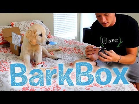 Cooper Opens his First Bark Box!