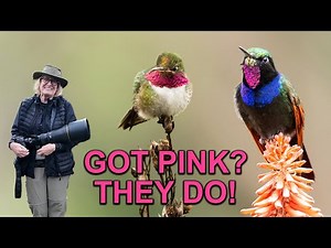 PINK HUMMINGBIRDS: One I Missed in the US for 20 Years!