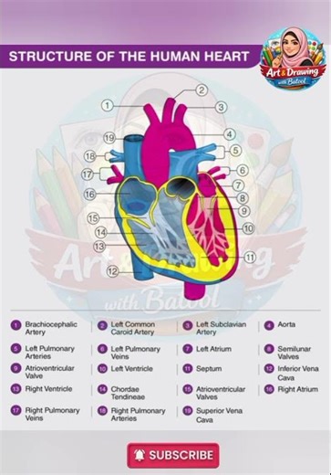DIAGRAM 9 #biologydiagram #drawing #medicalstudents #heart #biology #science #medical #viralvideo