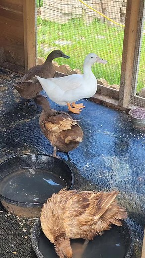 14 reactions · 4 comments | I absolutely love my ducks! They are such...