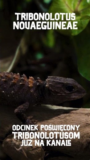 Scynk krokodylowy - Tribolonotus novaeguineae