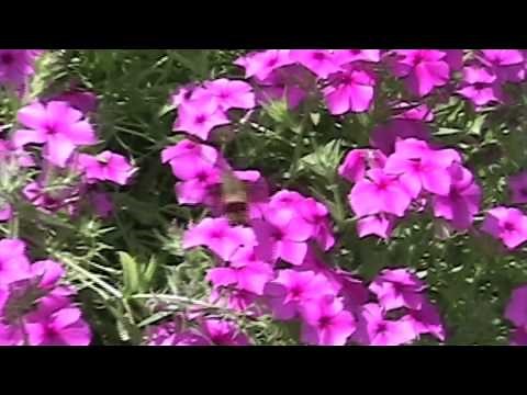 Sphinx Moth (Hummingbird Moth)