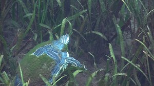 Rainbow Springs underwater <3 © mapman | For The Love of Fish