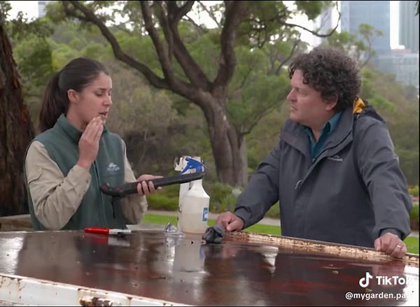 Natives Need It - Pruning Native Plants #gardening #gardentok #plants #gardenproject #plant