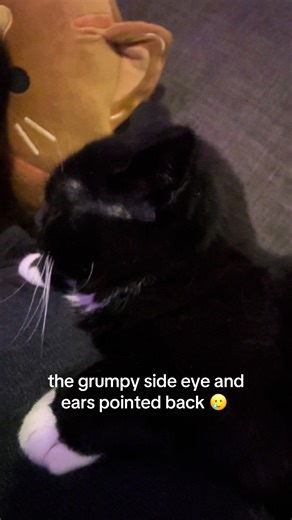 Understanding Your Grumpy Dwarf Cat's Behavior