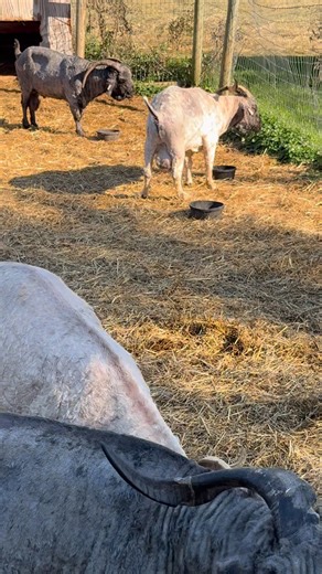 1K views · 26 reactions | It’s naked goat season part 2-2025 again!!! Lots of mohair….and some incredible fleeces coming off…look at those wrinkles!!  #2hf #hickoryhillfiberfarm #fiberfarm #farmlife #farmers #farming #mohair #coloredangoragoats #angoragoats #determined #proud #universe #blessed | Todd Smith | Facebook
