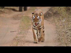 tiger walk front view