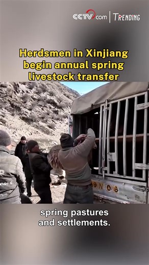 More than 113,000 head of livestock in Tekes County of Ili Kazak Autonomous Prefecture, northwest China's Xinjiang Uygur Autonomous Region, have begun their annual spring livestock transfer, as herders move their flocks from winter grazing grounds to lower spring pastures and settlements in preparation for the lambing season. #Trending | CCTV