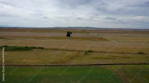 Unusual shaped tree called Running Tree, Stara Zagora county in Bulgaria, 4k