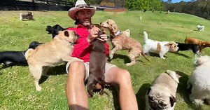 Superpack of small dogs attack humans with licks and nuzzles