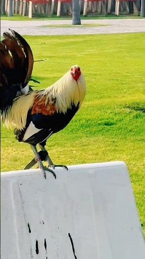 Los mejores gallos asesinos de peleas de raza pura