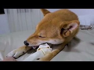DOG ASMR | NO TALKING - Shiba chewing on a bone - RELAXING TINGLES
