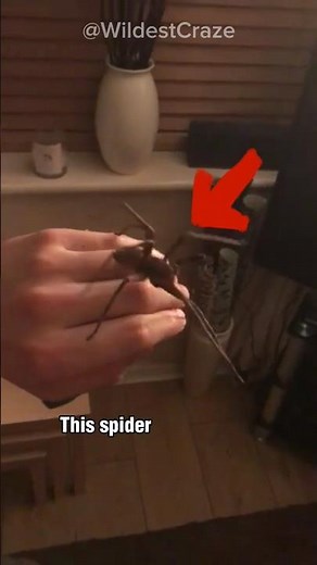 This Spider can be your Biggest Nightmare : Meet Banana spider