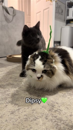 Teletubbies and Cats: A Hilarious Encounter