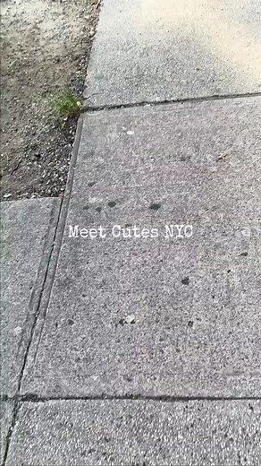 Tooth & Sole #meetcute #howcouplesmeet #Love #nyc #podiatry #dentistry #streetinterview #foryou #foryoupage #fyp _Mee | MeetCutesnyc