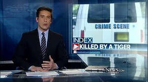 Index: Mountain Lion Causes Lockdown of a California School