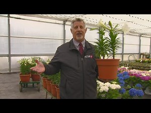 You Can Grow It: Easter lilies are the iconic symbol of the Easter holiday