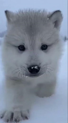 A baby Arctic wolf pup stepping through fresh snow tiny paws sinking softly cloudy daylight handh