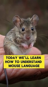How To Understand Mouse Language