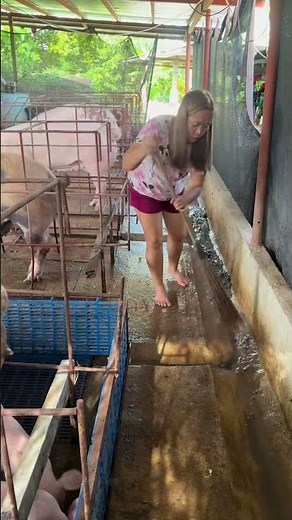 Beginner’s Guide to Setting Up a Profitable Pig Farm #PigFarmingTips #FarmSetup #LivestockCare