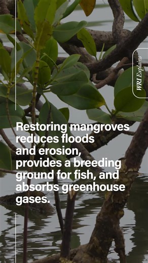 1.4K views · 20 reactions | What are nature-based solutions? NBS are interventions that use nature and the natural functions of healthy ecosystems to tackle some of the most pressing challenges of our time. And they could provide 1/3 of the carbon mitigation needed to meet the goals of the Paris Agreement. #WRIExplains | World Resources Institute | Facebook