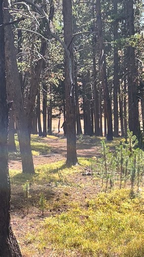 🏹🐎 Advanced riders – imagine thundering across alpine meadows on a sure-footed horse, bow drawn, arrow flying true… We’re gauging interest in adding Horseback Archery sessions exclusively to our 2026 Advanced Rider Only Wall Tent Camps – expert-guided mounted archery training blended into rugged backcountry days, with evenings around the fire in deep wilderness. This would be safe, progressive instruction tailored for experienced riders seeking that next-level thrill. Worth an extra $200–$400 