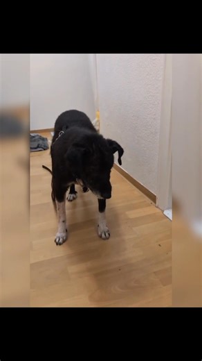 ❤️ LITTLE WONDER ❤️ Hündin, *2016, 48 cm, ängstlich Little Wonder ist eine etwas ältere schwarze Hündin, gezeichnet von einem harten Leben in Rumänien. Niemand wollte sie aus der Tötung mitnehmen. Rings um sie herum wurden andere aus dem Ort der Not und der Angst befreit - die arme Hündin blieb immer zurück. 😥 Wir retten nicht nur die Schönen, sondern diejenigen, die Hilfe brauchen. Little Wonder litt unter einer Hauterkrankung, die schon in Rumänien erfolgreich behandelt wurde. Ihr Haubild ver