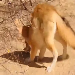 The battle for survival- Fox and snake fighting each other #snake#snack#animal#animals Join my group : 👉👉 We Love Cats ☑️👈👈 . Thank you so much ❤ | Embrace your Heart