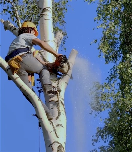 The process of uprooting diseased tree. That seems to be quite a dangerous job!⚠️ | 3-Minute Hacks