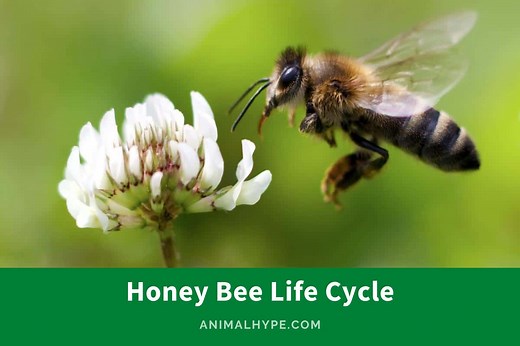 Honey Bee Life Cycle: Buzzing Through the Stages of Life - Animal Hype