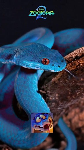 Zootopia 2 Characters vs Real Animals 🐾✨ | Cute Wildlife Edit #Zootopia2 #Shakira #shorts