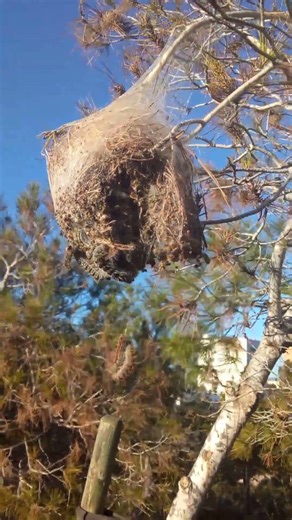 orugas de procesionaria reconstuyendo su nido Enero 2026 Senderos de Alicante