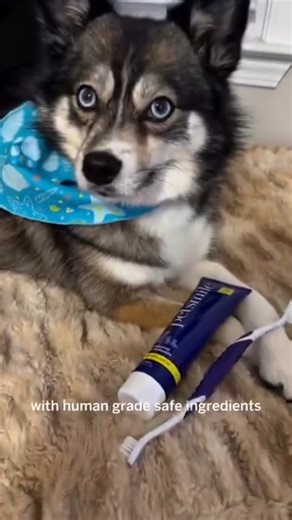 KOHEPETS on Instagram: "[10% OFF] Prevent future dental problems with Petsmile Professional Toothpaste, the first & only VOHC-approved (Veterinary Oral Health Council) toothpaste! 🦷 Suitable for both cats & dogs, Petsmile has been proven by independent clinical studies to reduce plaque by a whopping 62% (and gingivitis too by 28%)! 🪥 Made in the USA with human-grade ingredients, ​​​​​​​​​​​​​​​​​​​​​Petsmile toothpaste is available in 3 palatable flavours: Natural London Broil Beef, Rotisserie