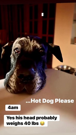 We all need our time clocks adjusted lol my little motivator at 4 am #RealtorJennifer #northwestindianarealtor #greatdane #silverfox | Jennifer Dreggors