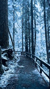 60K views · 15K reactions | Winter trail scenes in snowy quiet forest...