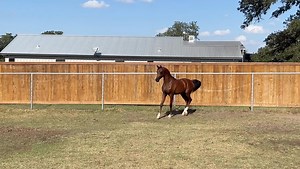 4.3K views · 448 reactions | Mutamen Al Shaqab by Marwan x Francescaa by Besson 2021 colt owned and bred by Al Shaqab | Michael Byatt Arabians | Facebook
