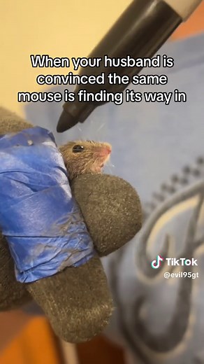 @Jerry Wingard is convinced the same #mouse is repeatedly finding its way into #ourhome because we #catchandrelease. I say #aintnoway and that its #multiple #mice. He decided to go all #lawandorder and gave the mouse a #racingstripe with a #sharpie. #nowwewait #mice #springhassprung #visitor #awayteam #fyp