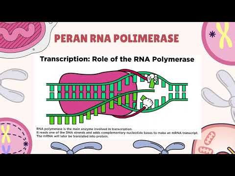 TRANSKRIPSI SEL EUKARIOTIK - KEL 1