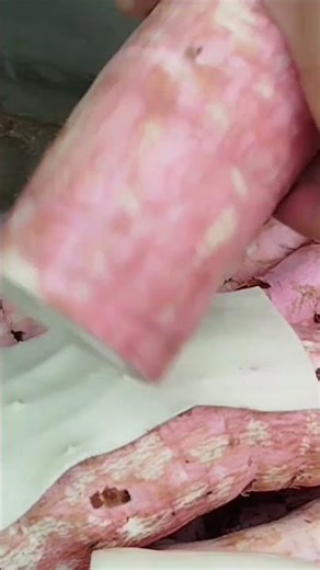 The CSG.B-40.G2 cassava variety shows excellent peeling characteristics during processing.