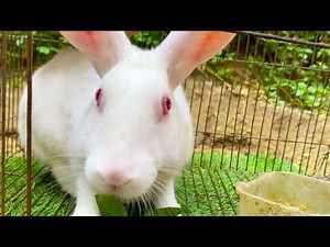 Beautiful Animal Sounds (Rabbit) | Rabbit Sounds Effects #rabbit#59#rabbitrescue