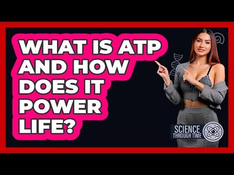 What Is ATP And How Does It Power Life? - Science Through Time