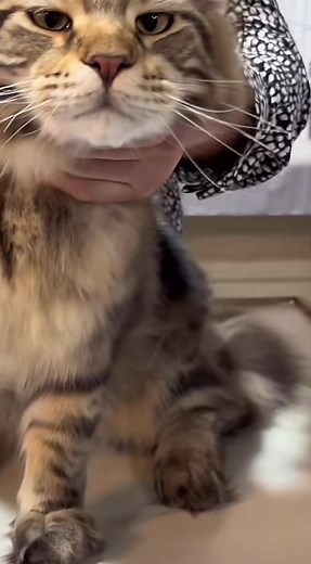 Look at this #catsoftiktok #look #fyp #😻