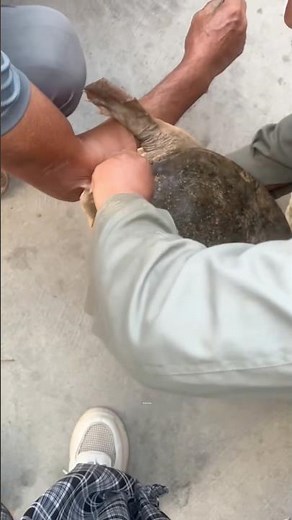 What to do if a softshell turtle bites you