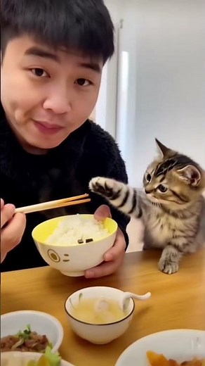 Rice thief! 🍚 My cat grabs rice from my bowl with its paw!