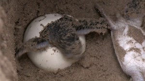 57K views · 2.4K reactions | Happy World Turtle Day!  Celebrate with a symbolic sea turtle adoption today! Your donation helps power our campaigns to protect these special creatures and others from threats like habitat loss, destructive fishing practices, and plastic pollution. https://oceana.ly/44VsZeE | Oceana | Facebook